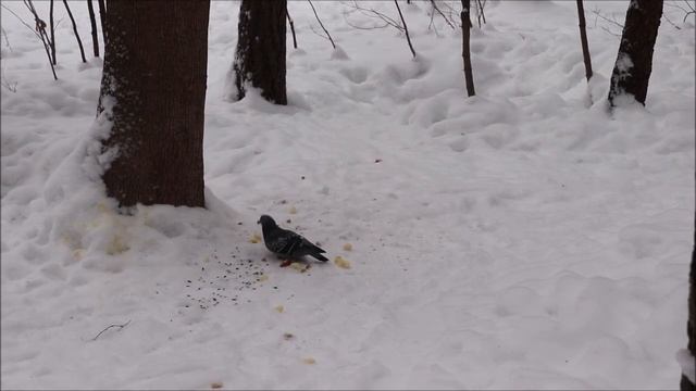 Долгие пруды  Москва  10 декабря 2023  Птицы, кормушки