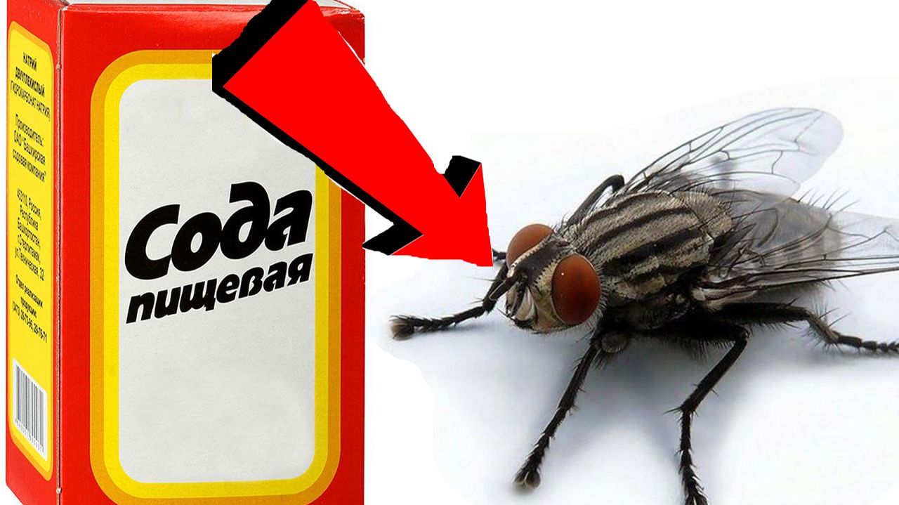 Как мгновенно избавиться от мух за 3 Секунды..!.!.!..
