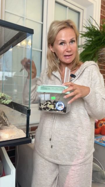 В нашем доме живет агама