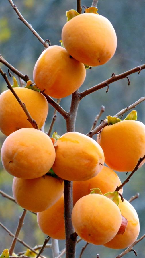 Хурма. Доспевает!