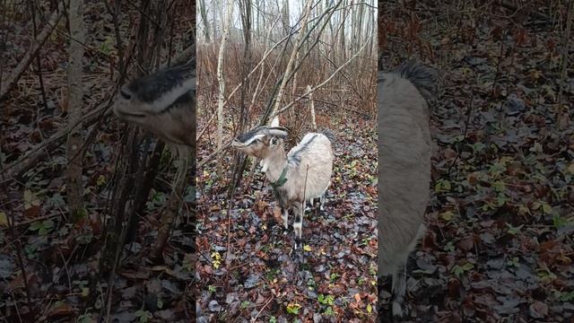 Выгуливаю коз в лесу. Лес пустой и голый