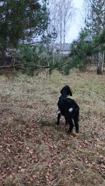 Выходные,гуляем с Бандой
