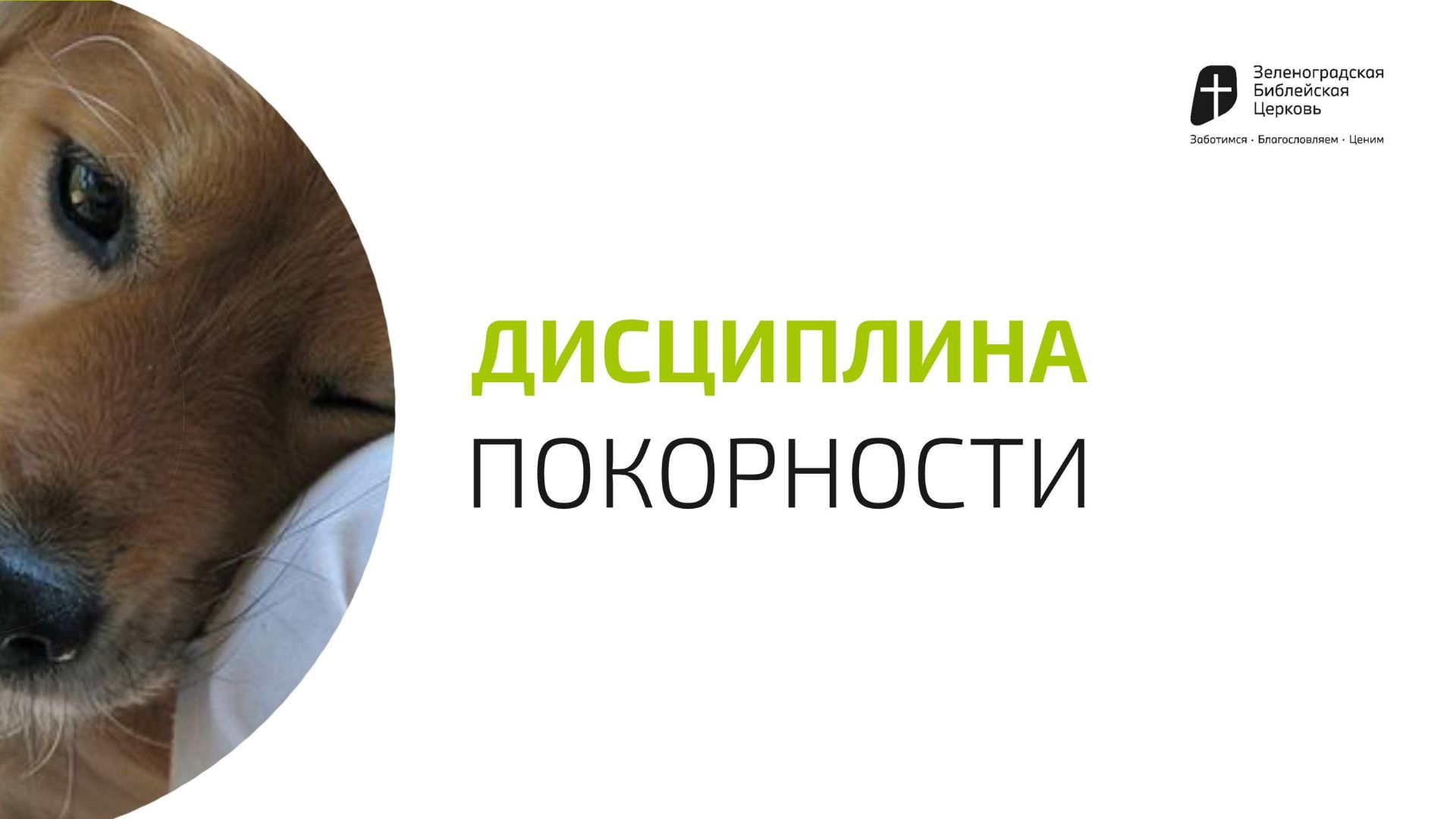 Дисциплина покорности | Павел Колесников