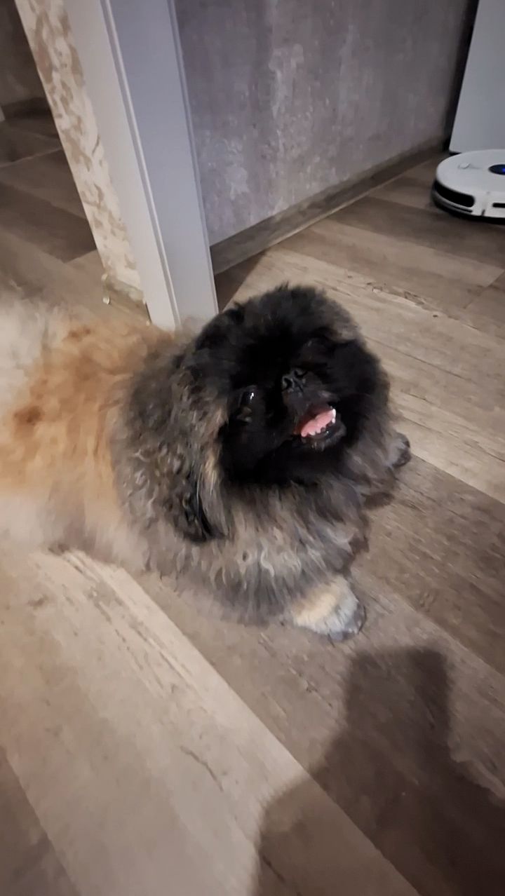 Пекинес Дендик гоняет утром робот-пылесос