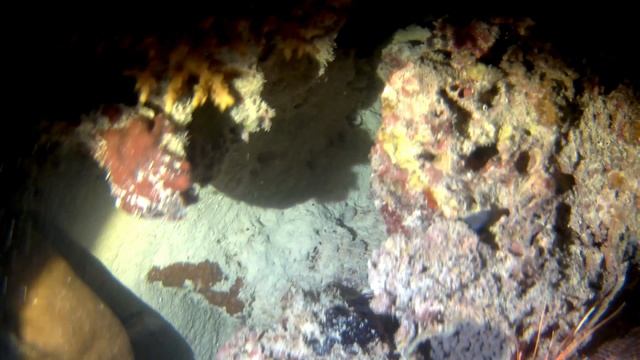 коралловый риф, ночной дайвинг на Мальдивах