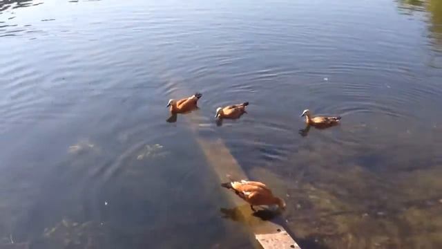 Чистые пруды 2015