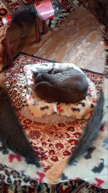 Эдит сонного кота Атоса #shorts #котатос #котспит #эдиты #милота