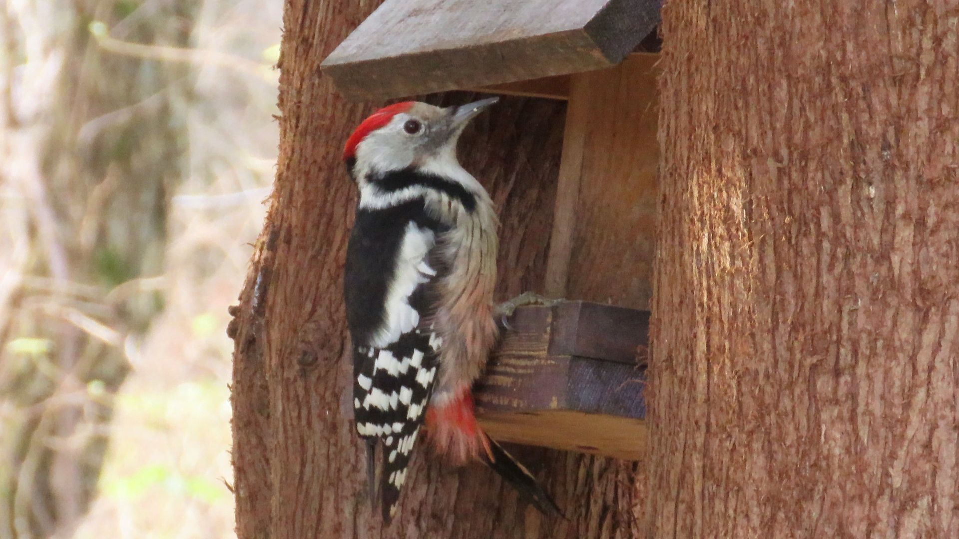 Средний пёстрый дятел, Измайлово, 08 ноября 2025