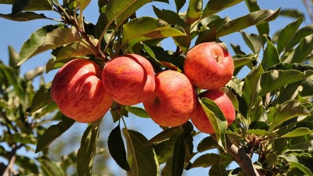 Яблоки полезны, но не всем!