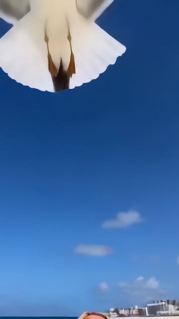 Чайка-хулиганка! 😱 Нападение на пляжное селфи