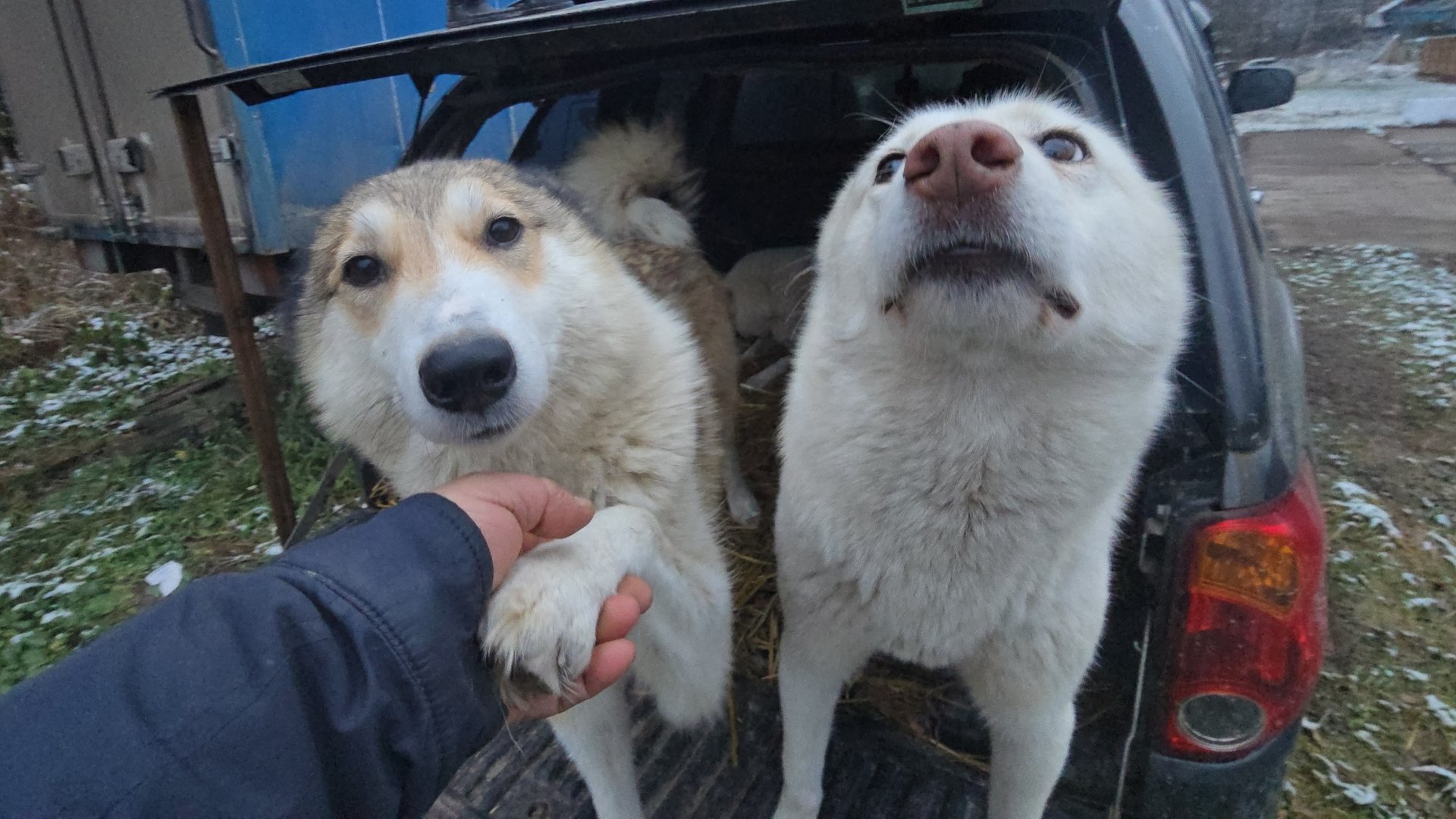 Удачный побег