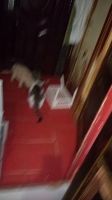 Ужин на сон грядущий. Под хруст населения и Тигруша немного ожила..