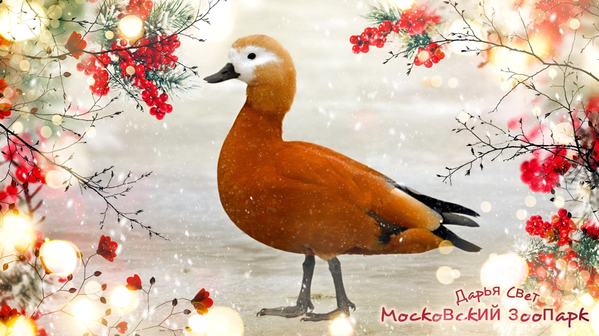 Утки. Огари. Черный лебедь. Канадская казарка. Пеликаны. Фламинго. Московский зоопарк. Осень 2025