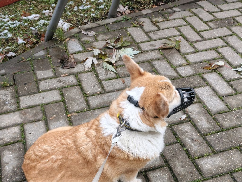 просто Кисена трансляция