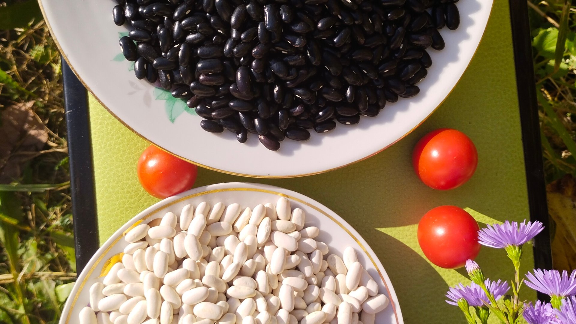 Фасоль белая, цветная щедрый дачный урожай