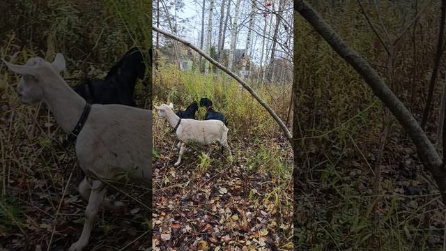 Осень,лес пустой....но мы гуляем с козюлями