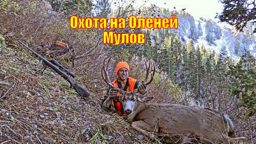 Охота на Оленей Мулов на общественных землях штата Юта