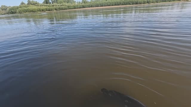 🔺️🎣ОТПУСТИЛ🎣🔺️fishing#туризм#природа#ловля#рыбалка#щука#ловлящуки#ночевка#Чулым#река#спиннинг