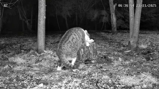 Встреча кота и лисы