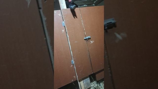 Вечерняя суета в сарае у коз