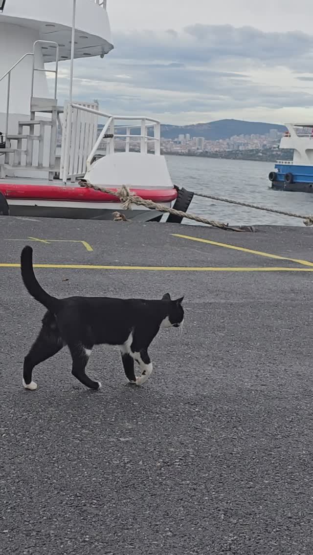 Стамбульский кот