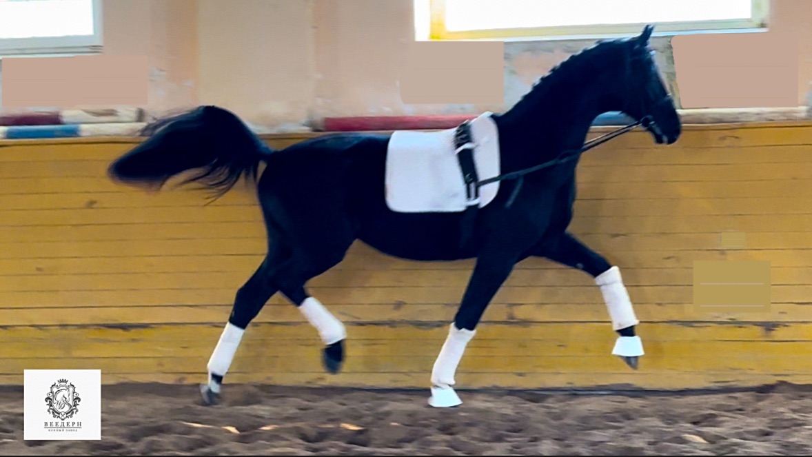 Жеребец ХАЙВАНЬ WD, 2023 г.р. ВИДЕО ЯВЛЯЕТСЯ СОБСТВЕННОСТЬЮ КАНАЛА «КОННЫЙ ЗАВОД ВЕЕДЕРН»