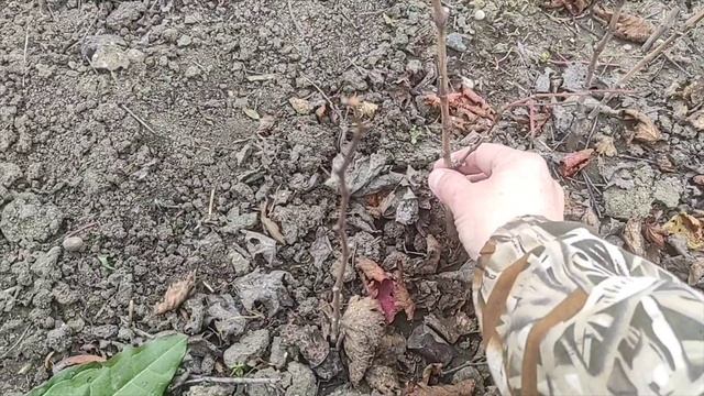 20 ноября 2025