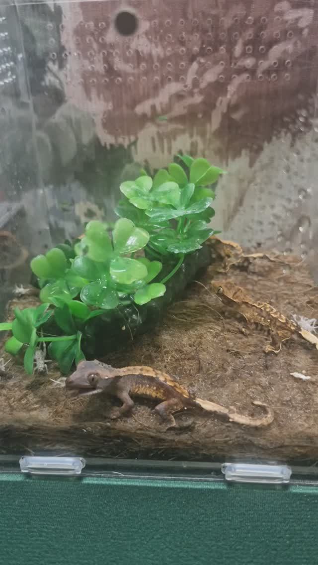 Обед бананоеда