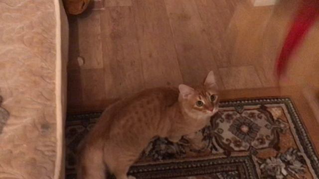 ПРОВЕРЯЕМ ИГРУШКИ КОТА МУРЫША. ПЕРЬЯ, МИШКА И КЛУБНИЧКА! КОТЁНОК В ВОСТОРГЕ!