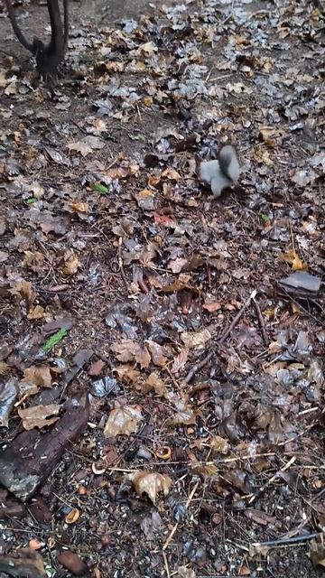 Белка прячет фундук, на кедровую шишку не обращает внимания