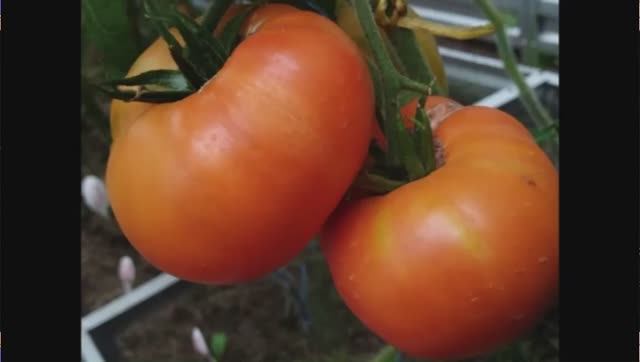 Каталог томатов на 2026 год. Часть 11. г. Киров. т. 89229284031