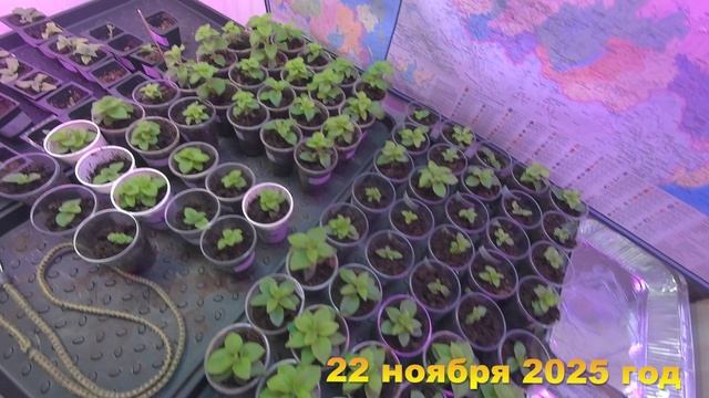 7 соток. Ночью снег укрыл всю землю и деревья, петуньи уже прижились и подрастают.Хроника22.11.2025