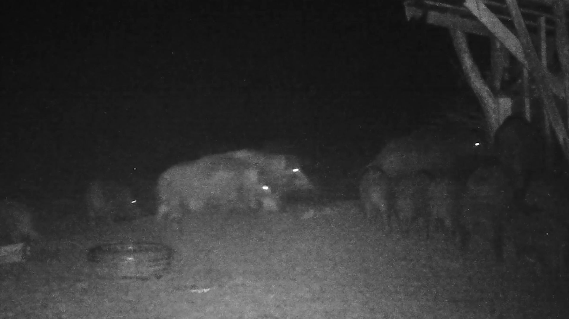 Хрустящие звуки удовольствия: Кабаны наслаждаются едой