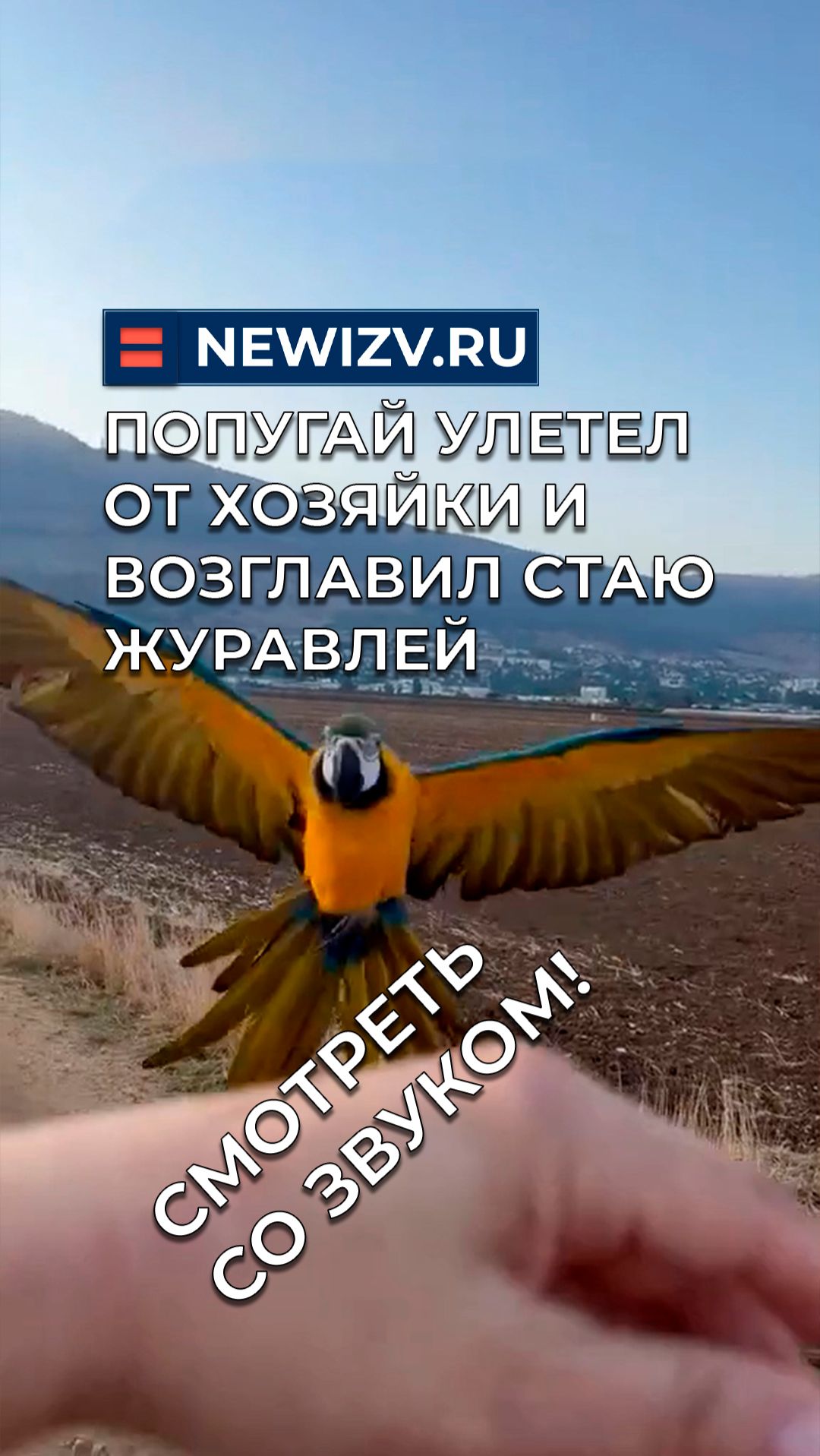 Попугай улетел от хозяйки и возглавил стаю журавлей