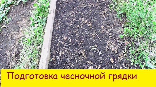 Подготовка  чесночной грядки