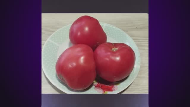 Каталог томатов- Новинок 2025 года. Часть 4. г. Киров.  т. 89229284031