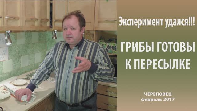 Эксперимент удался!!! Грибы готовы к пересылке.