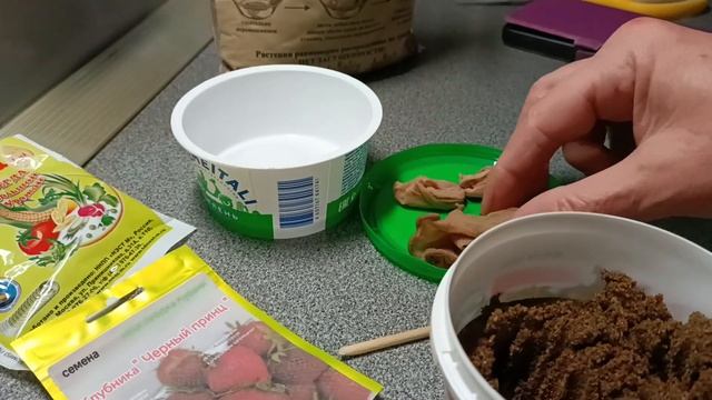 Стратификация семян клубники