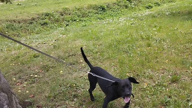 Музей Псов @ Хор @ Барьер @ Зоопсихолог @ Наталья Коротких @ Моя Жизнь Кино @ Жил Был Пёс @ Пёс Чибо