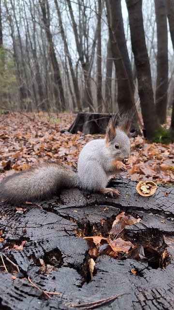 Белка на пеньке ест грецкий орех