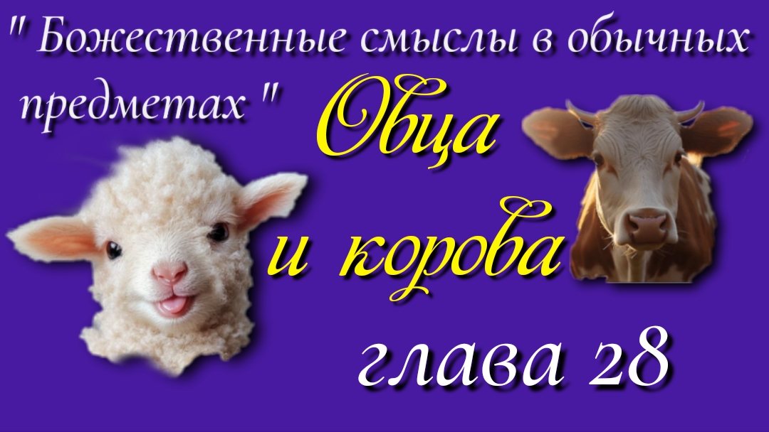 28) Овца и Корова