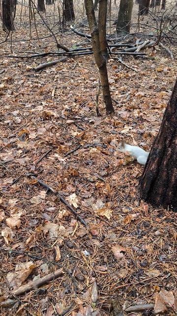 Белка идет по следу