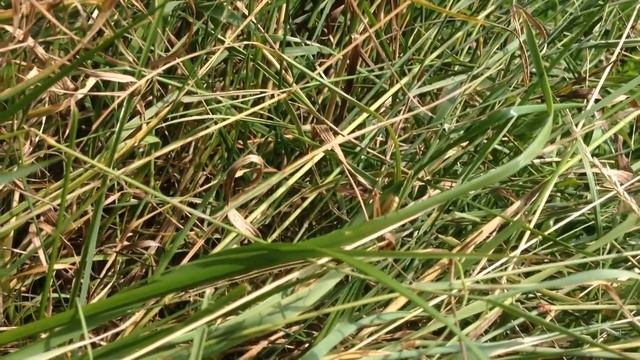 В гостях у кузнечика 2015