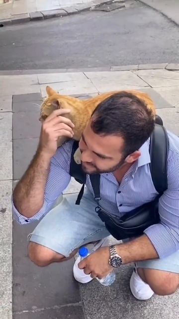 у бездомного котика началась новая замечательная жизнь