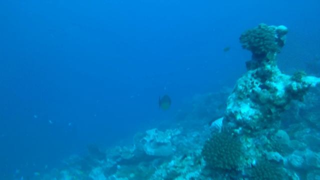 дайвинг на Мальдивах,гладкая рыба-единорог, синехвостый единорог, рыба-единорог Торпа