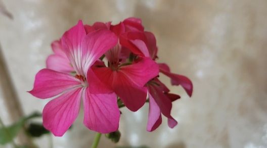 Моя история про Пеларгонии