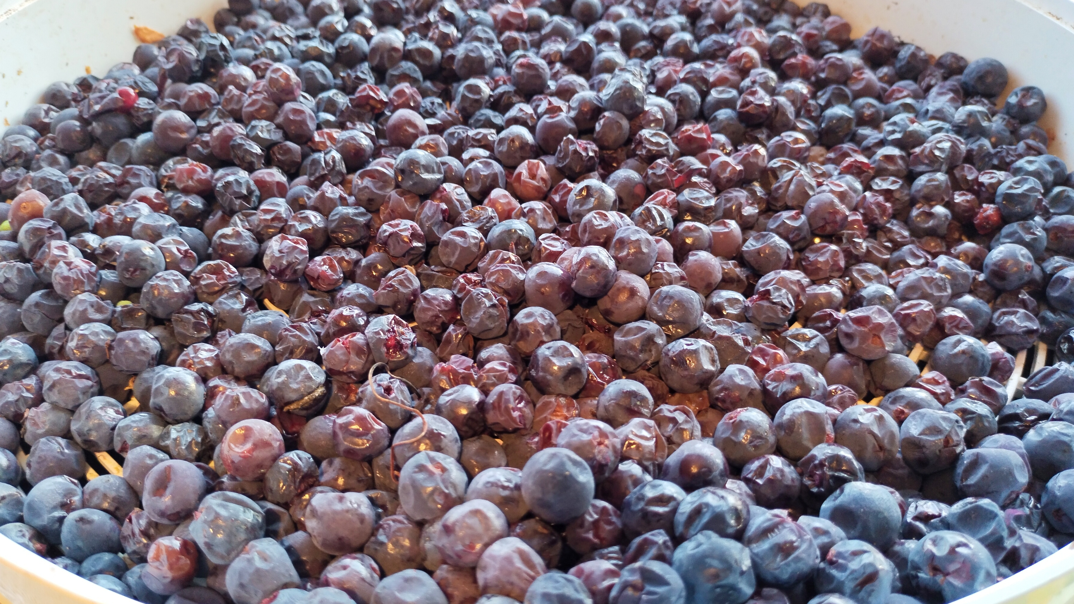 Виноград " Изабелла"- сушка на дачный изюм