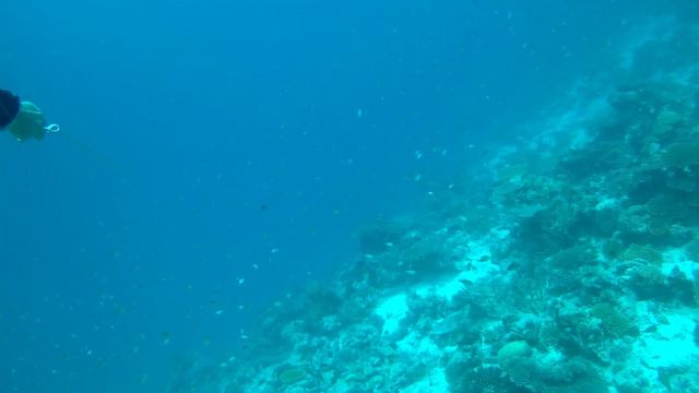 коралловый риф Мальдивы, дайвинг на Мальдивах