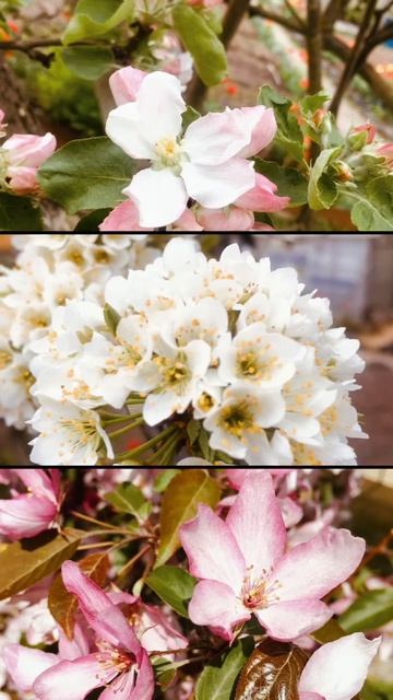 Цветочный день