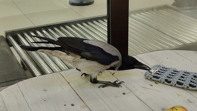 ворона пытается позвонить